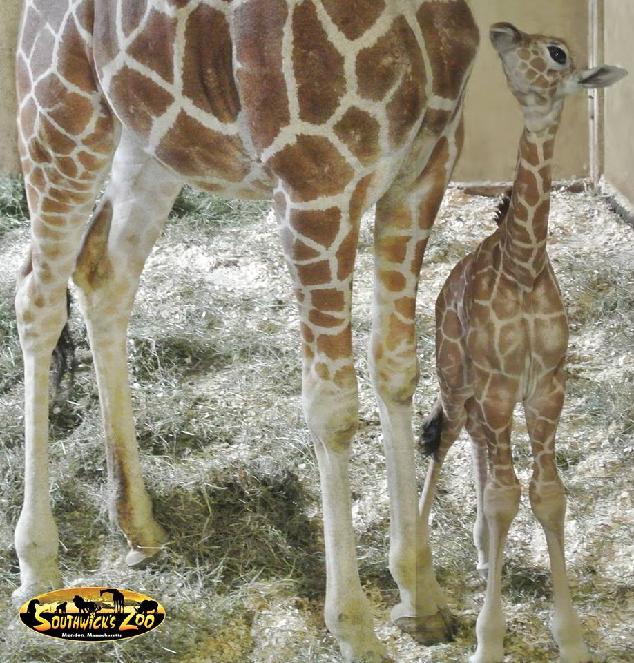 OMG ~ it’s exciting… Southwick’s Zoo announces birth of another super ...