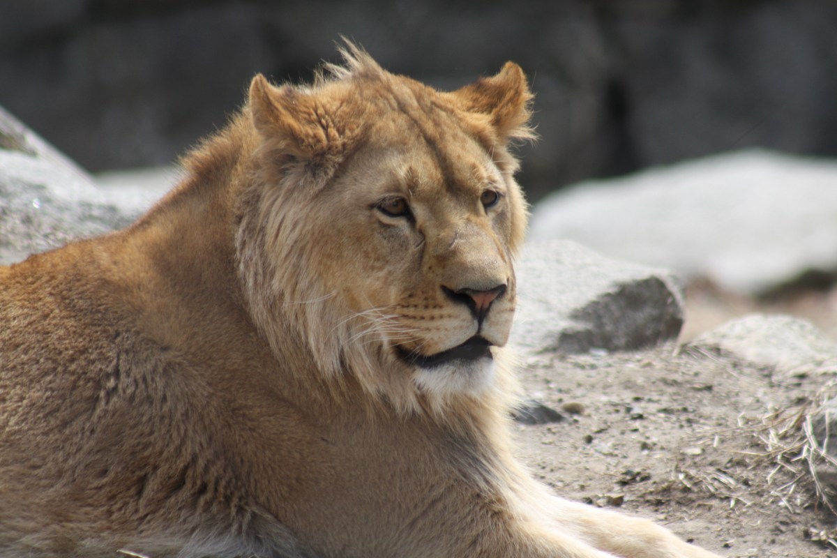 Peter Brewer Becomes New President of Southwick’s Zoo – UPTON DAILY