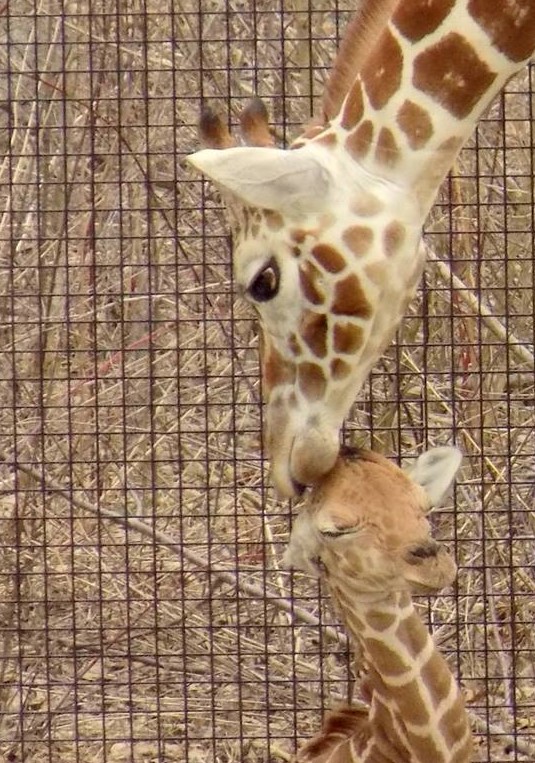 The Birthing of a Baby Giraffe at Southwick’s Zoo – UPTON DAILY